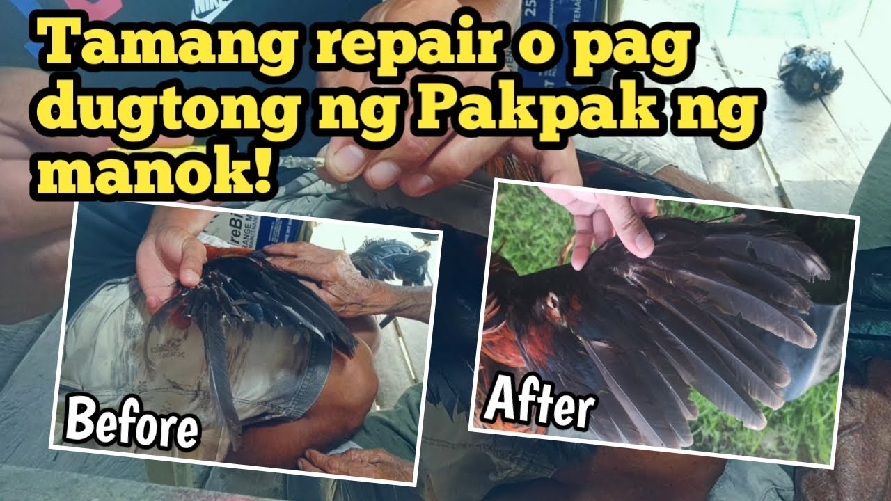 Tamang pag repair o pag dugtong ng pakpak ng manok!l | #paragmanoktv ...