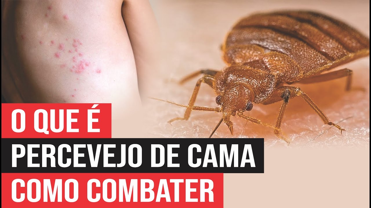 PERCEVEJO DE CAMA - O que é e COMO COMBATER essa praga para um Sono ...