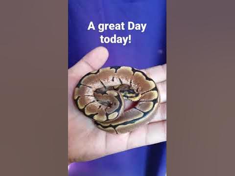 Ball python Spider, one of my favorites ball python pattern! - YouTube