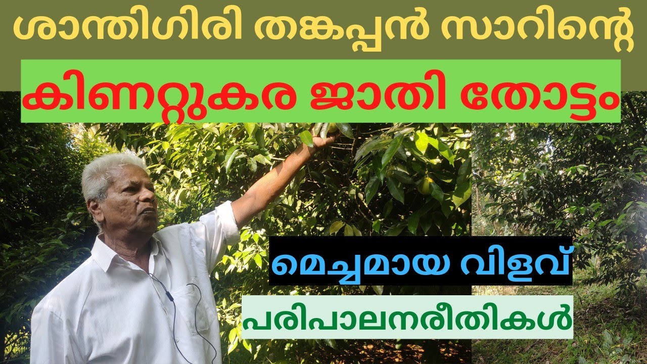 കിണറ്റുകര ജാതി/Agriculture farm/idukki view/thookkupalam/D FLowers VLog ...