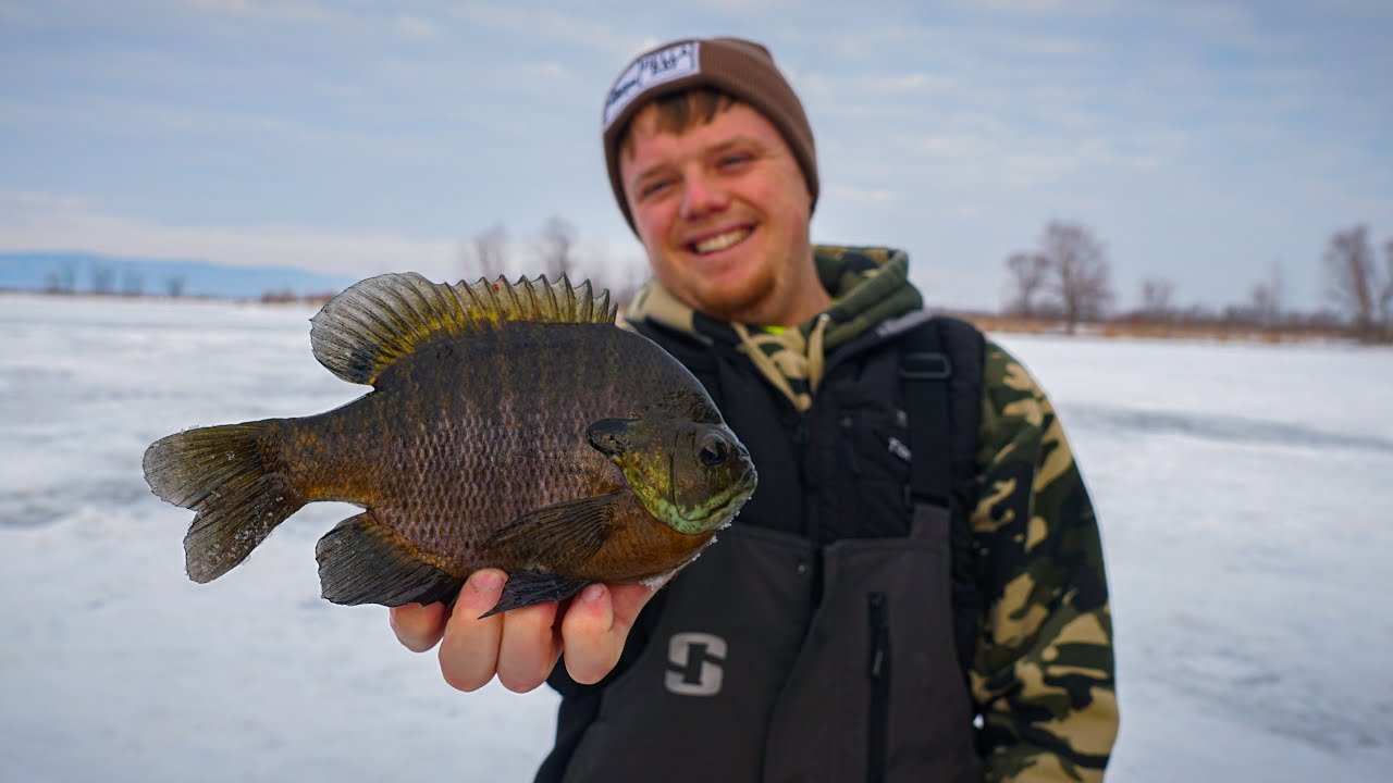 Jigging Up BIG BULL Bluegills With Garmin Livescope!! | Mississippi ...