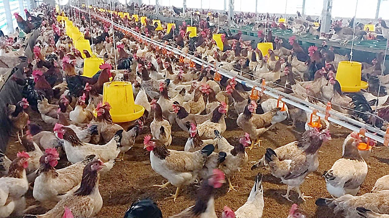 Inside the poultry farm millions of chickens breed and hatch their ...