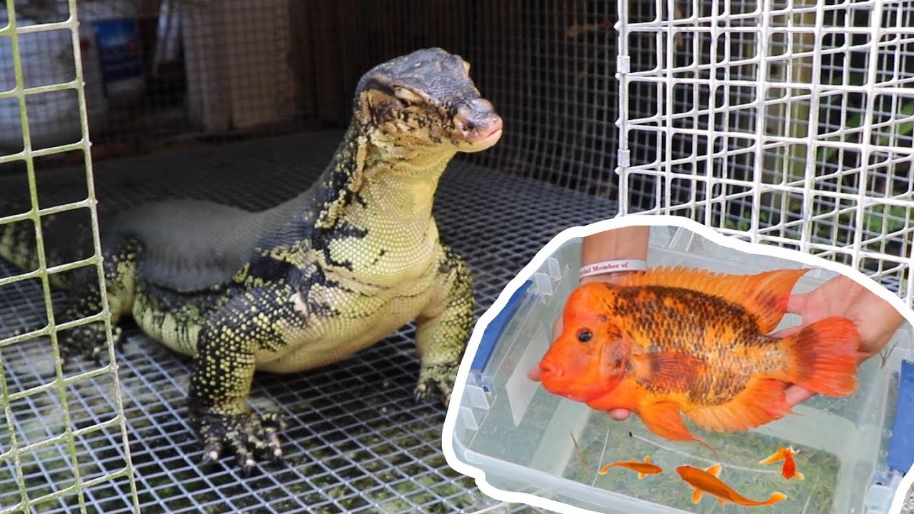 Feeding My Water MONITOR Fish & Building him his Dream home! - YouTube