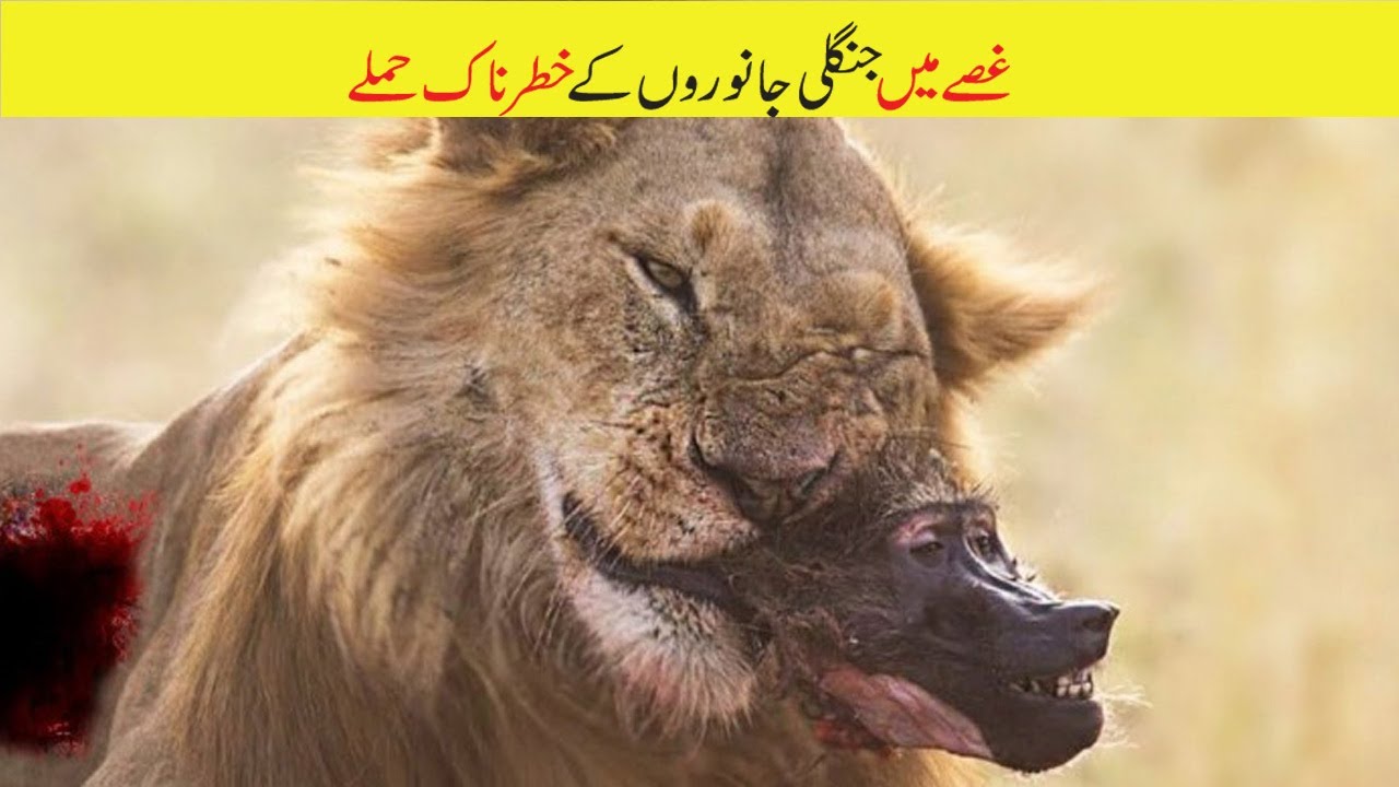 Top Moments Of Wild Animals Attacks Caught On Camera | جنگلی جانوروں کے ...