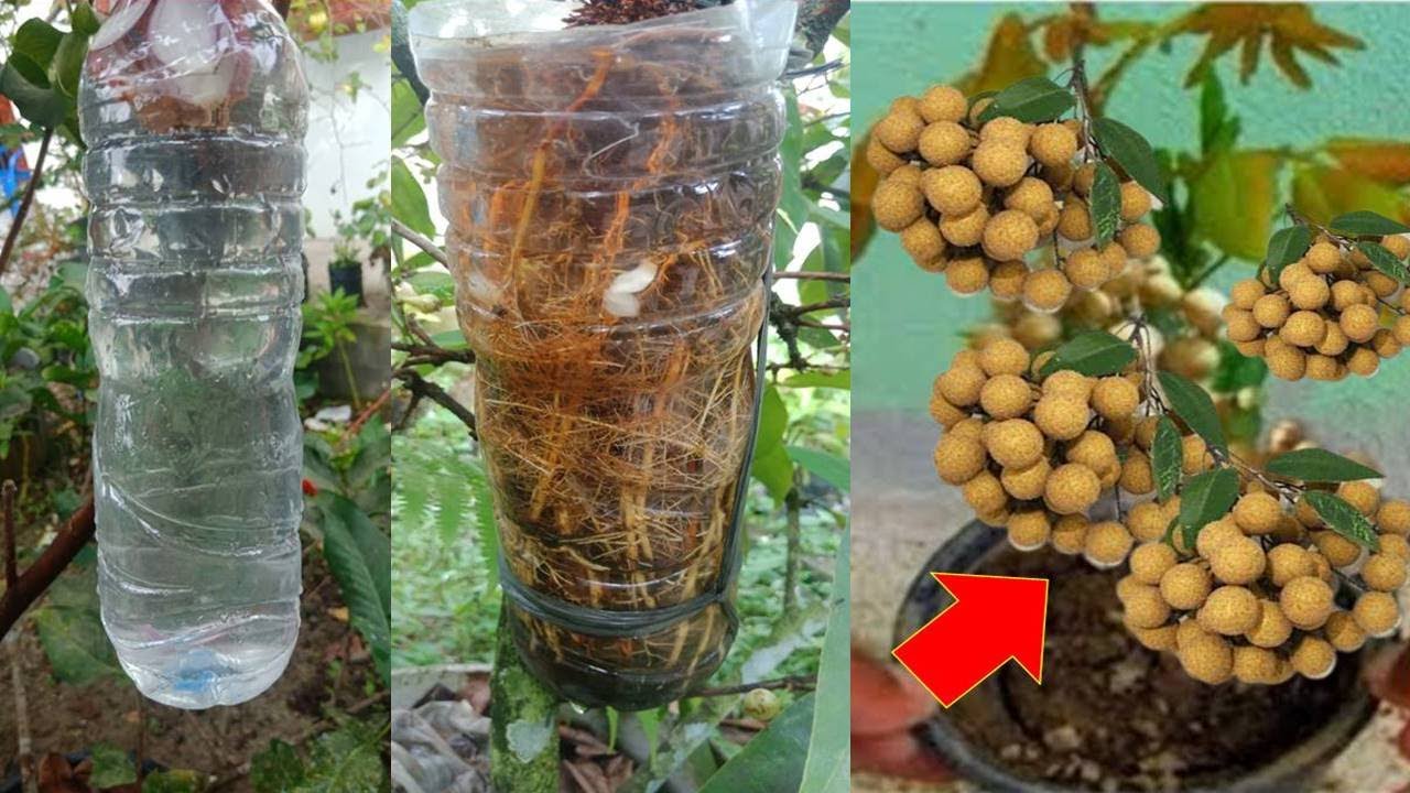 Method of Grafting Longan Trees 100% Fast Growing Fruit - YouTube