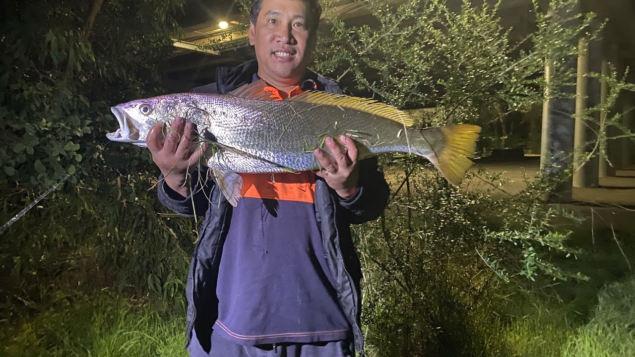 The Hunt For Huge Mulloway Jew Fish 87 cm Yarra river Melbourne Van ...