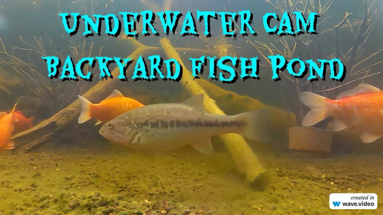 Pet Bass , Bluegill & Goldfish Swimming Around In Our Backyard Pond # ...