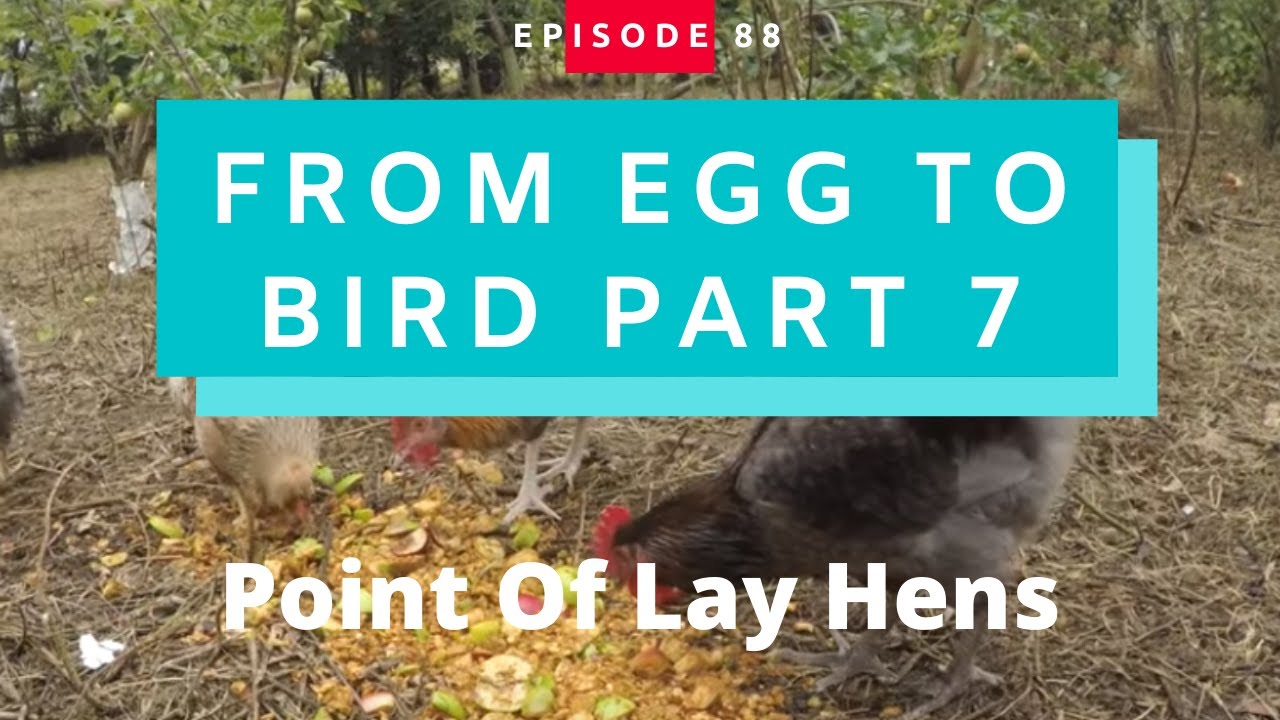 Point Of Lay Hens - From egg to bird part 7 - YouTube