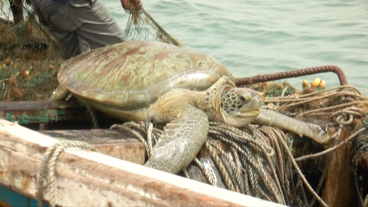 Poachers turned protectors: Senegalese fishermen protect sea turtles ...