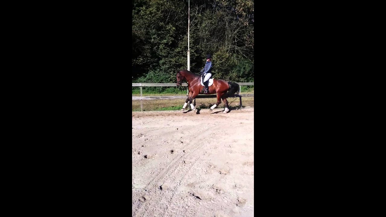 Galop - YouTube