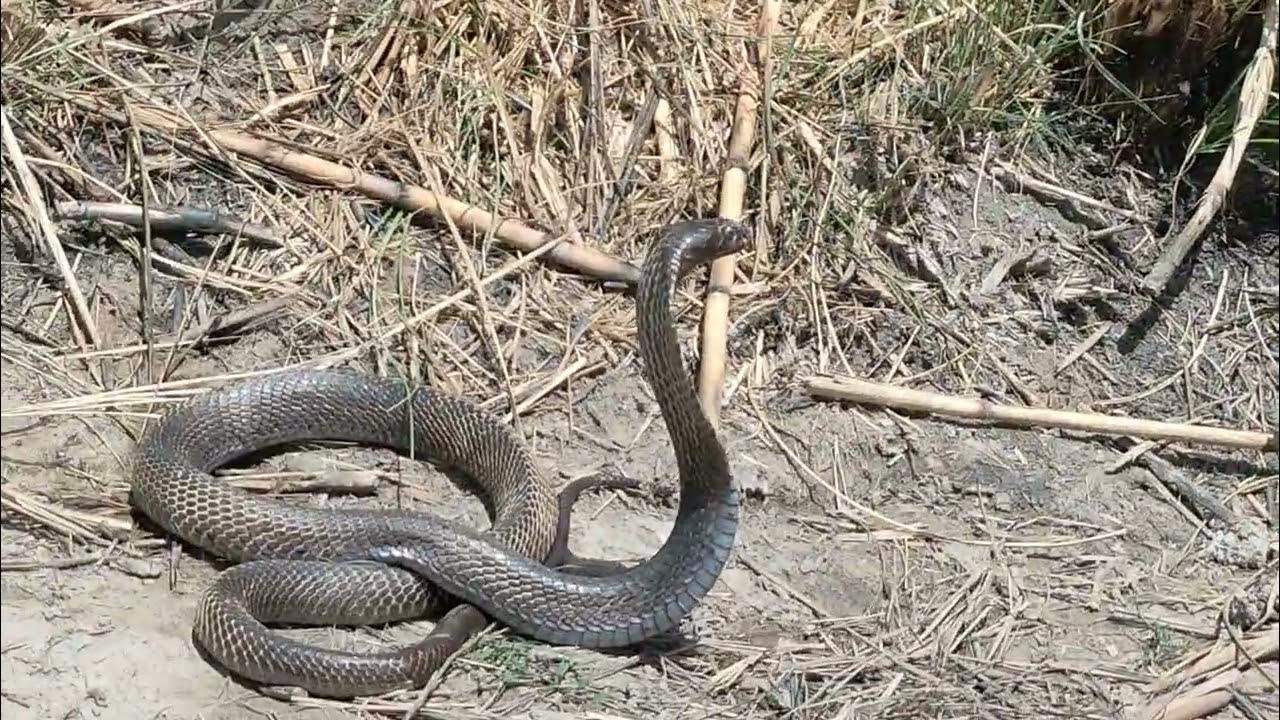 FiazJogi catching the very big King Cobra snake amazing video naag Jogi ...