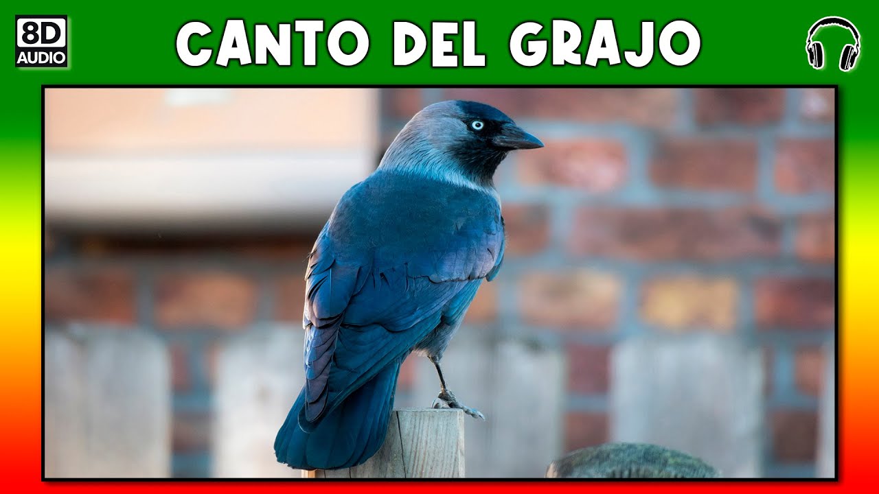 CANTO DEL GRAJO 🐦 - YouTube