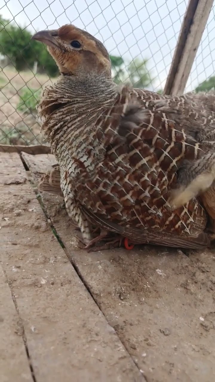 Partridge baby #partridge #birds - YouTube