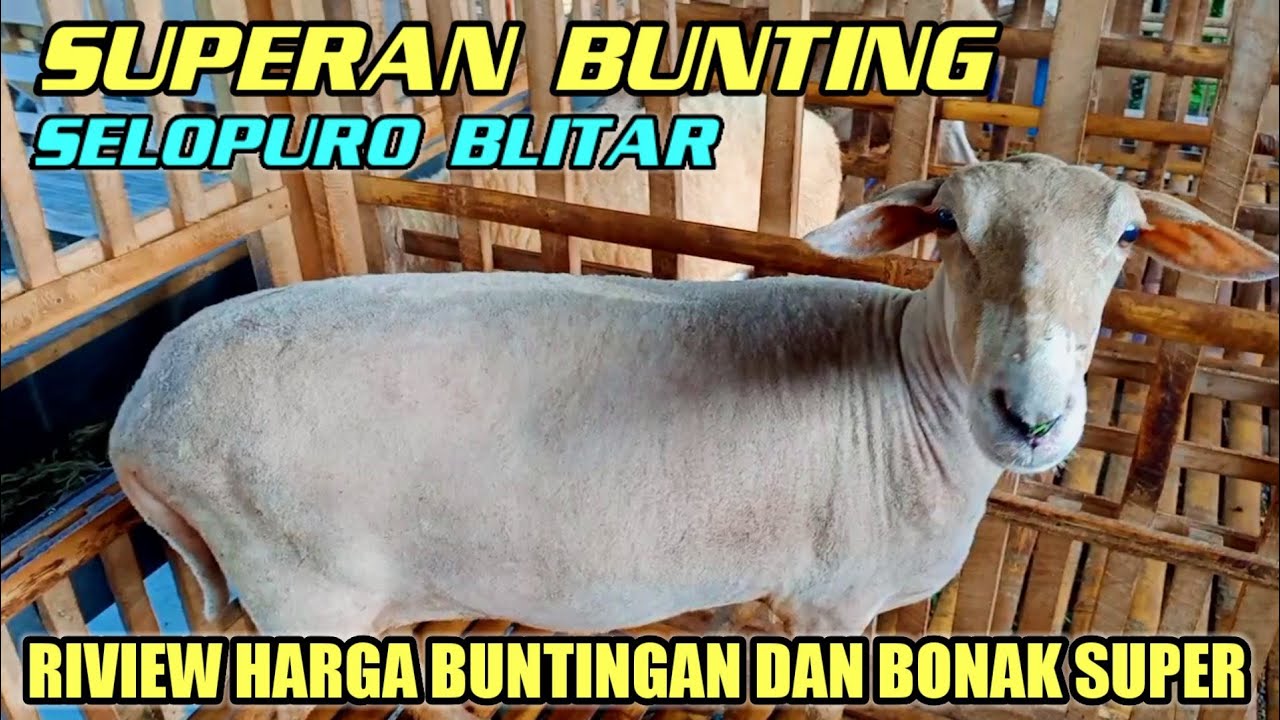 HARGA DOMBA HARI INI TERBARU TEXEL JUMBO BUNTINGAN MERINO BATUR DAN ...