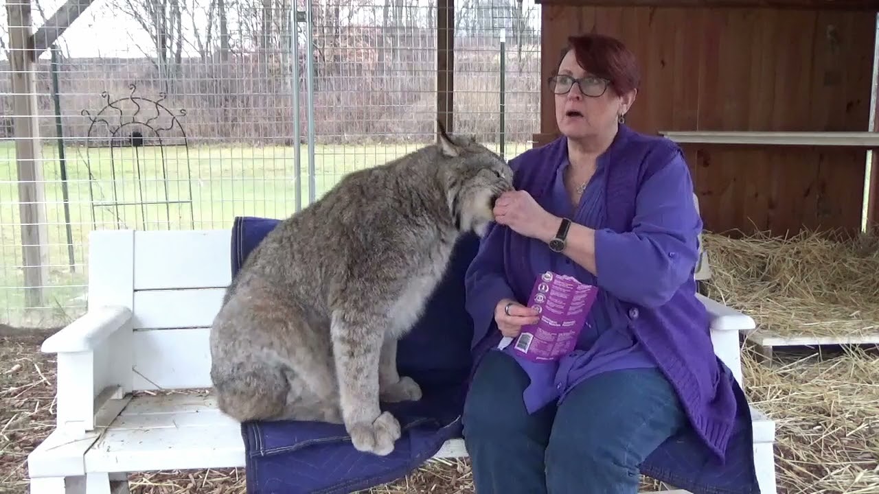 Max Canada Lynx - Reflections of 2021 - YouTube