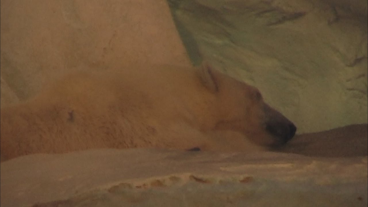 Wild Arctic FULL EXPERIENCE at SeaWorld Orlando - YouTube