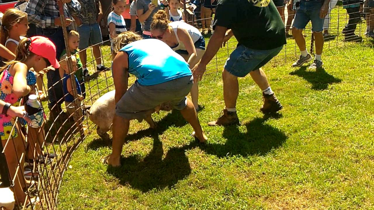 Middletown Adult pig catching - YouTube