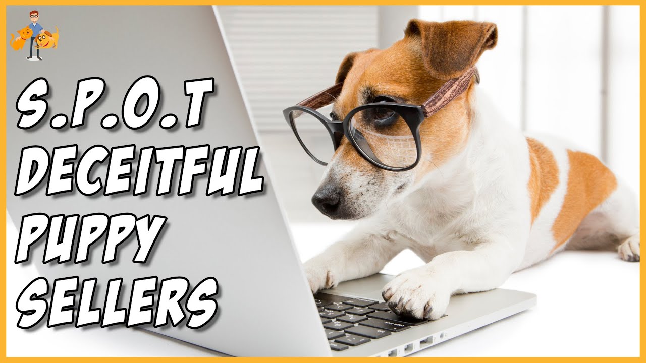 How To S.P.O.T. a Healthy Puppy (and avoid deceitful sellers!) - YouTube