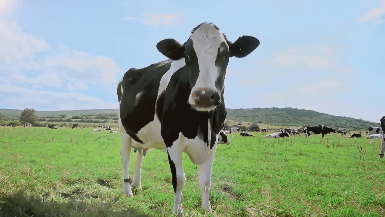 MARIGOLD 100% Fresh Milk. Truly Australian. - YouTube