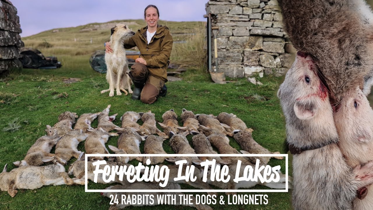 Ferreting In The Lakes - 24 Rabbits - YouTube