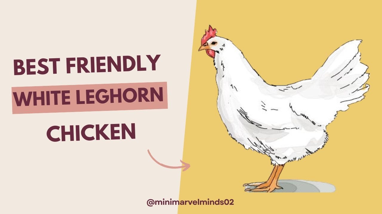 "How to Draw and Color a White Leghorn Chicken | Fun Art Tutorial for ...