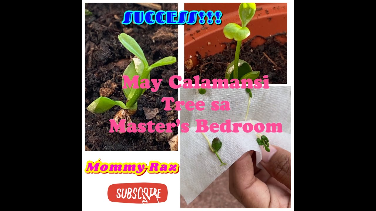 How to plant germinated calamansi seed - YouTube