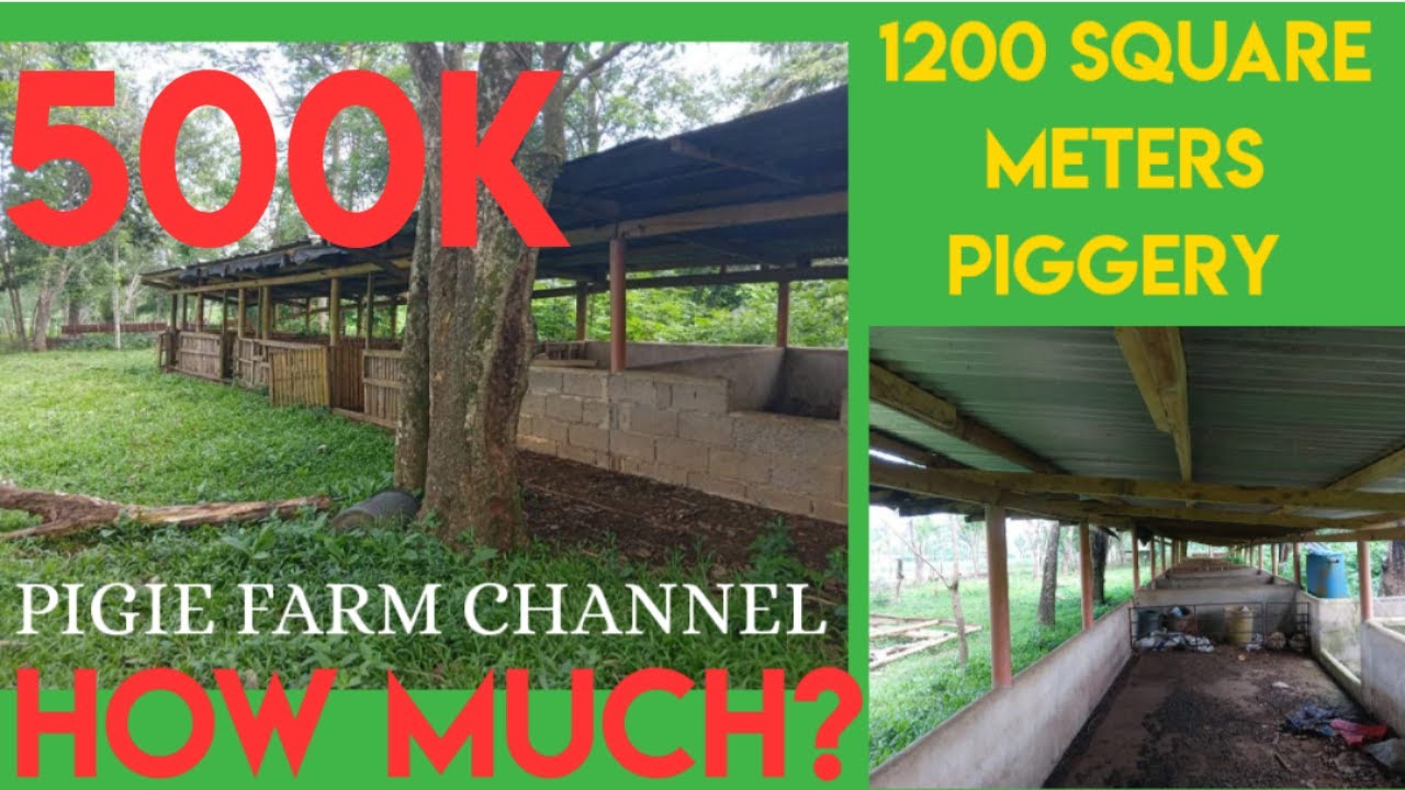 PIGGERY IN THE PHILIPPINES | PIG FARM | MAGKANO ANG BILI KO SA 1200 ...