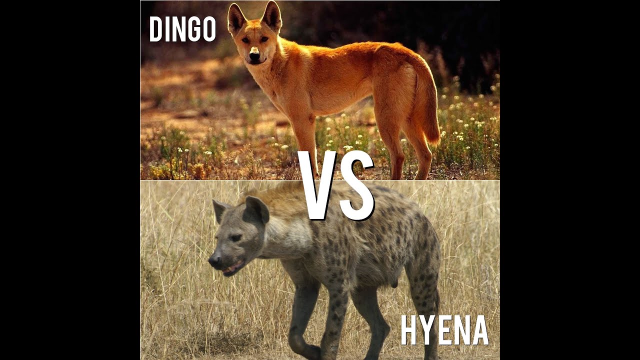 Dingo vs Hyena: Howl, Laughter, and Speed - YouTube