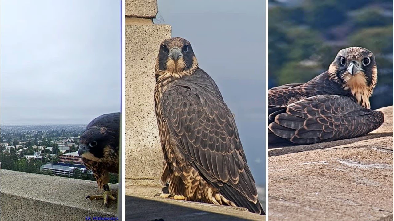 Cal Falcons: Aurora & Sol visit in the a.m. 🌟☀️ Nox loafs in the p.m. 🍞 ...