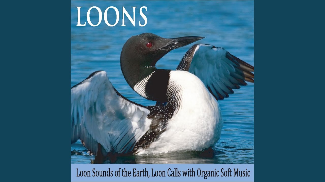 Loon Sounds of the Earth - YouTube