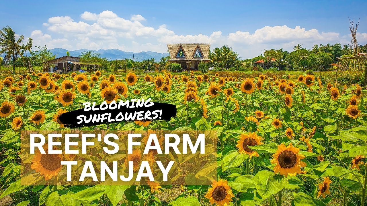 REEF'S FARM LOCATION IN TANJAY | SUNFLOWERS FARM - YouTube