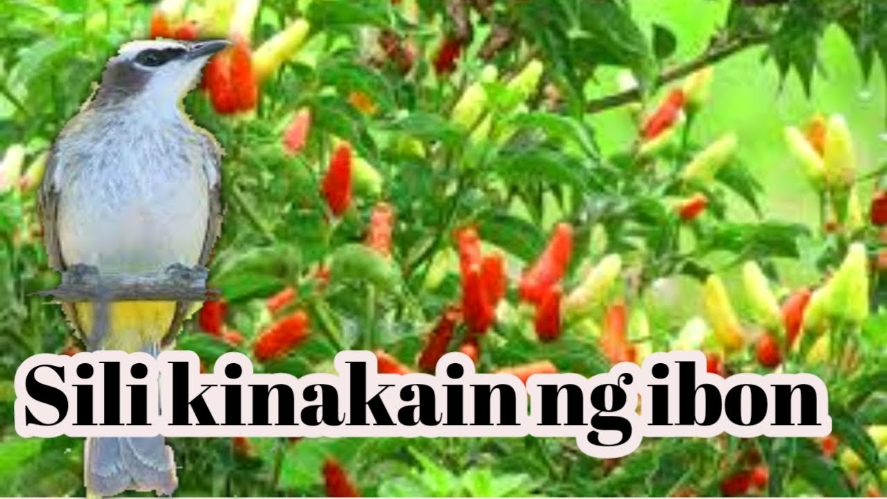 Sili kinakain ng ibon - YouTube