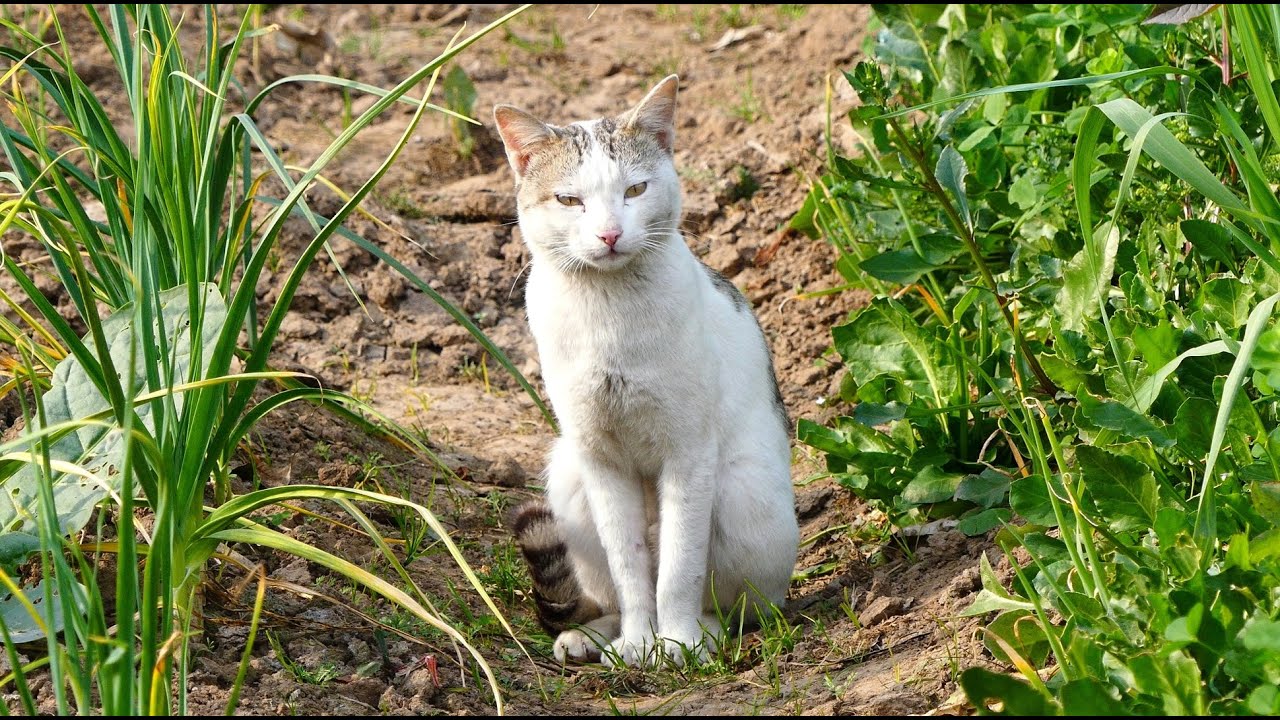 cat is making horrible angry sounds ~ meow meow noise by angry cat ...