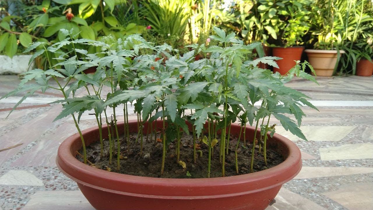 Neem Bonsai Forest - YouTube