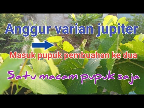 Varian jupiter masuk lagi pupuk pembuahan hanya satu macam - YouTube