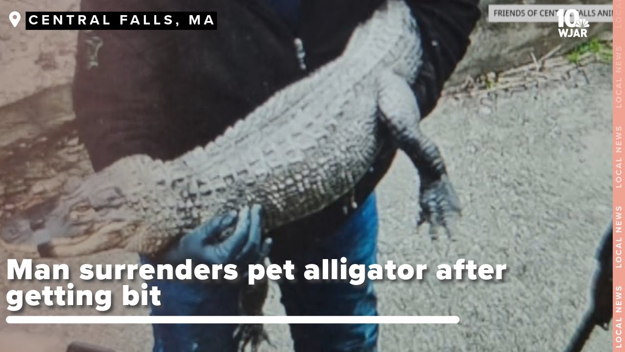 Rhode Island man surrenders pet alligator after getting bit - YouTube