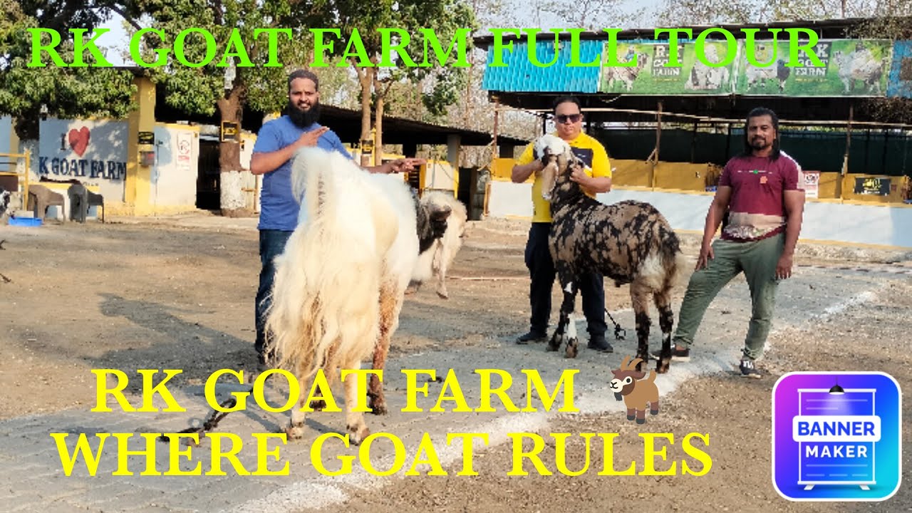 RK GOAT FARM FULL TOUR QURBANI 2024 PALAI RESULT 🐐 (MALVA HANSA KOTA ...