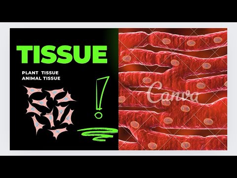 Tissue | Plant tissue | Animal tissue | Flow charts | Exploring Biology ...