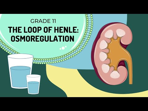 Loop of Henle | Osmoregulation