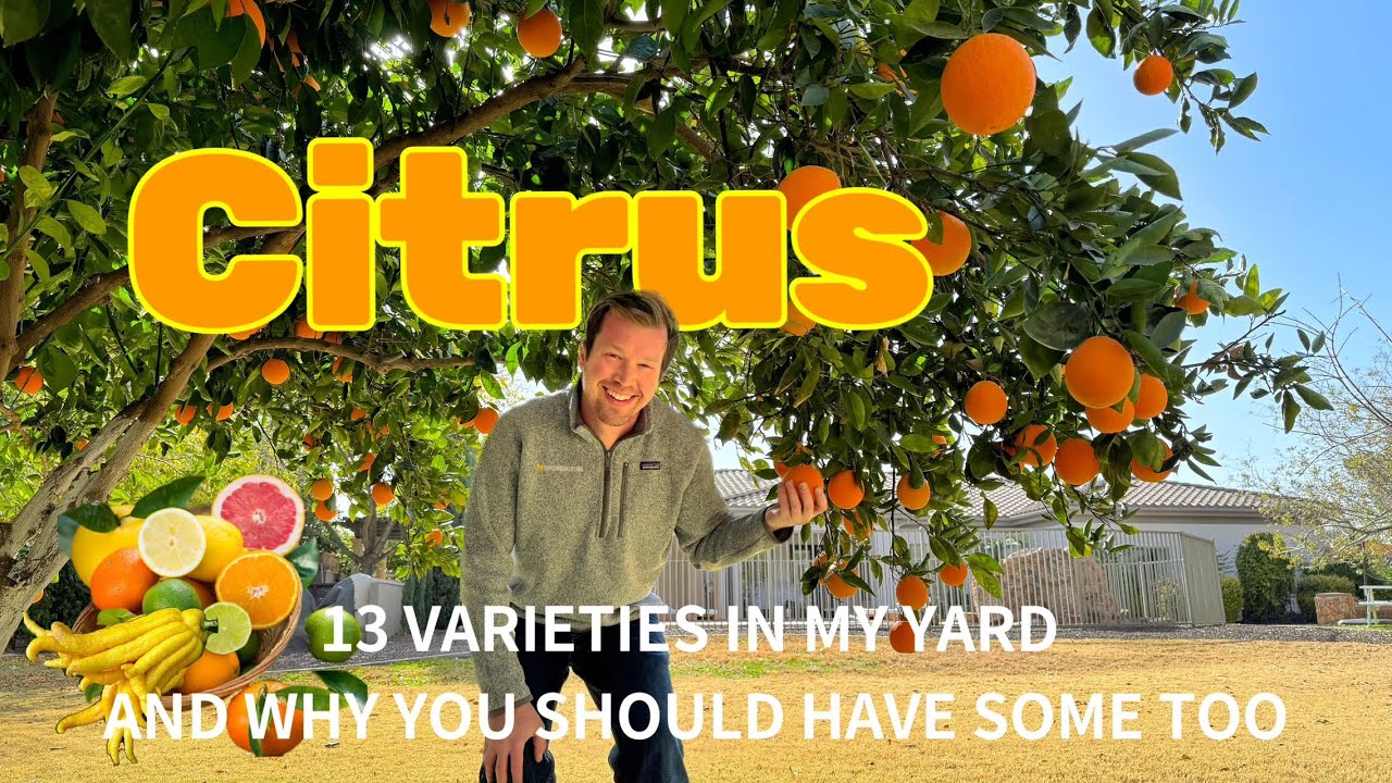 13 Varieties of Citrus in My Yard, and Why Citrus Checks All The Boxes for the Ideal Tree - YouTube