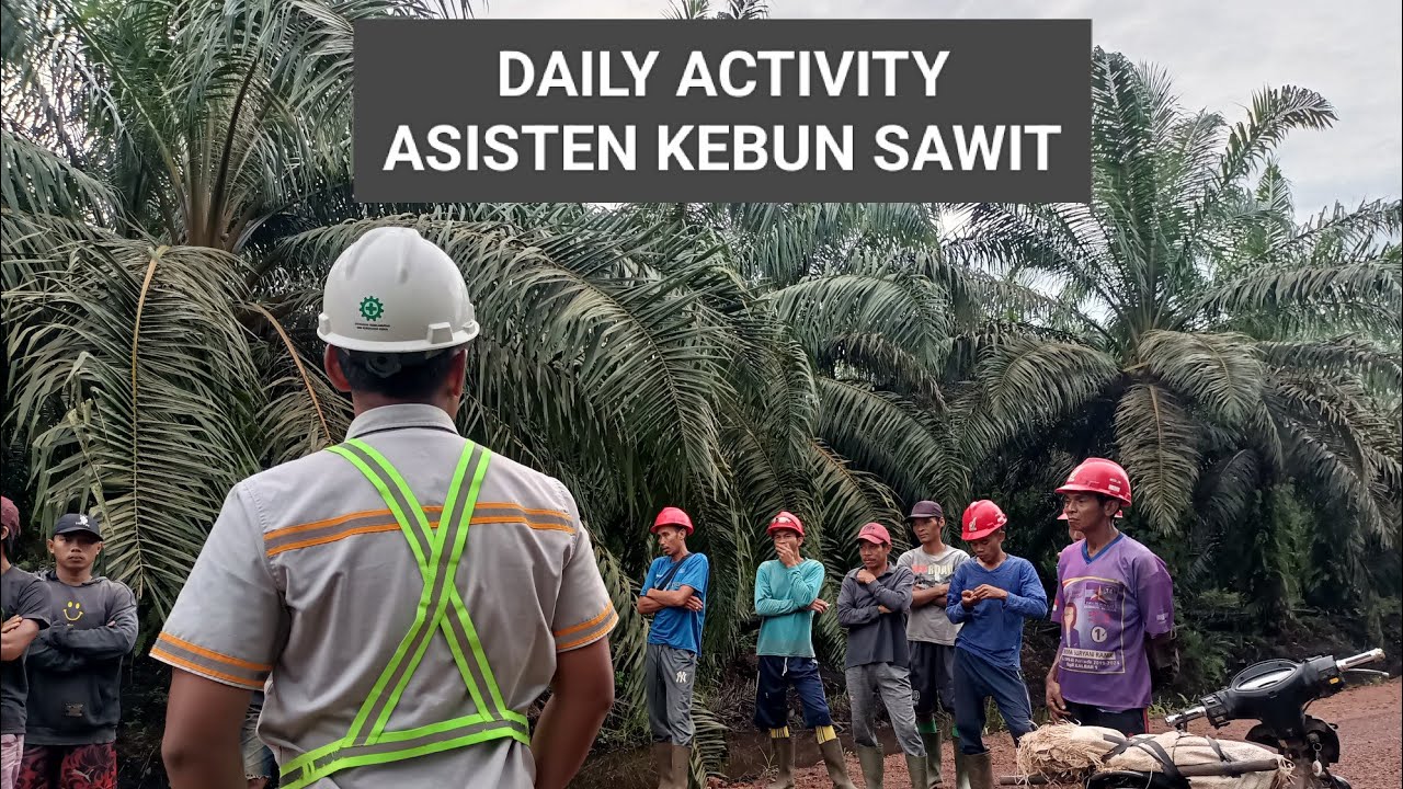 Aktivitas Kegiatan Asisten Kebun/ Asisten Divisi : Panen Kelapa Sawit ...