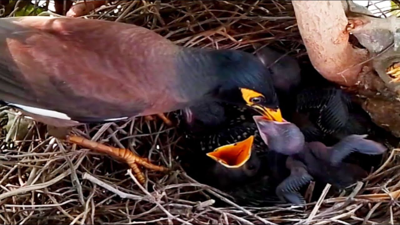 Common myna Baby Birds Why bite mother?#birds - YouTube