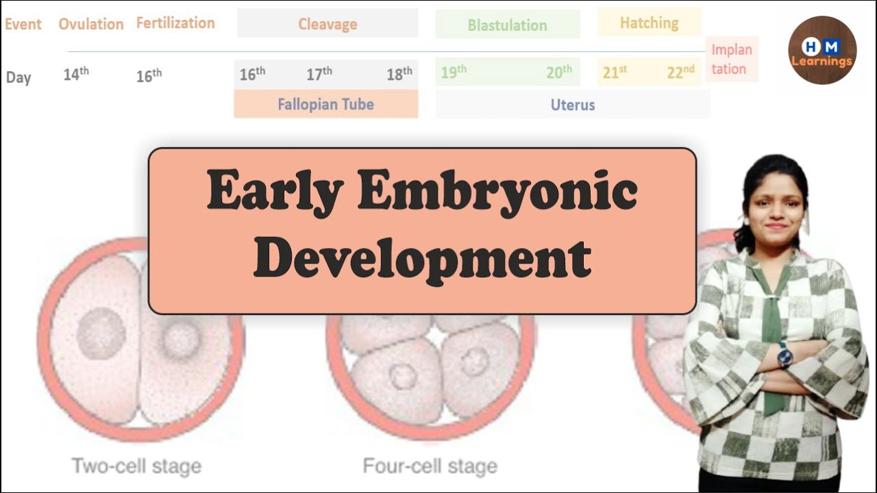 Early Embryonic Development-Cleavage, Blastulation, Blastocyst Hatching ...