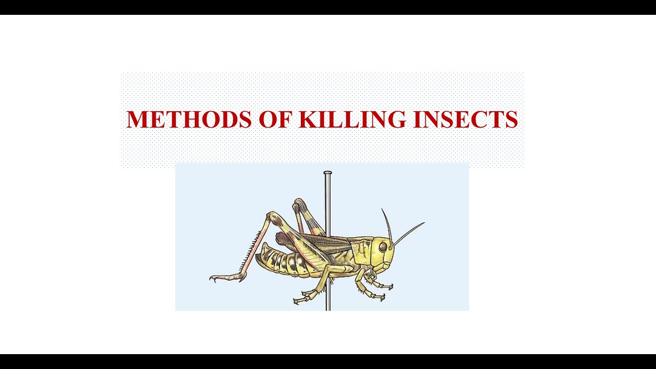 Methods of Insect Collection - YouTube