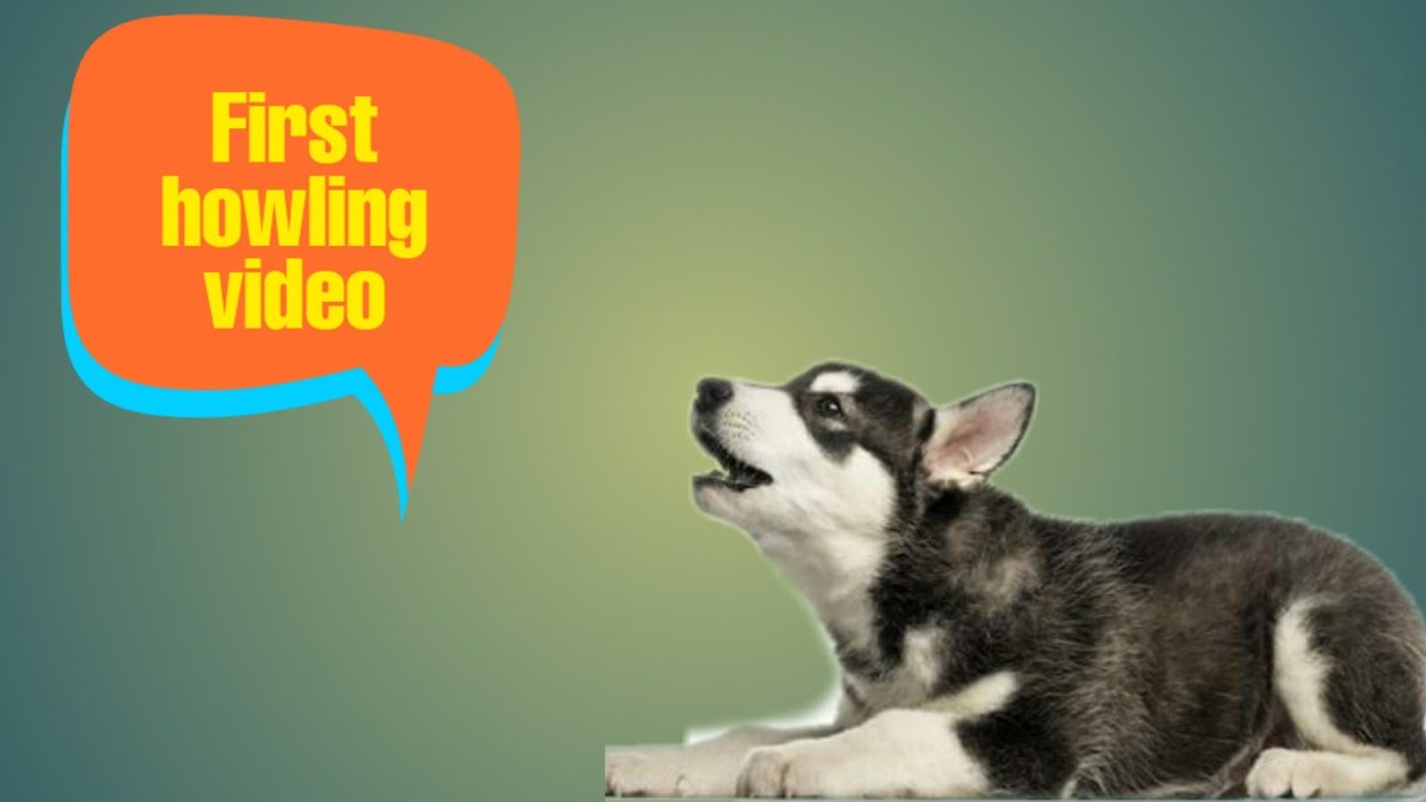 Siberian husky puppy 1st howling - YouTube