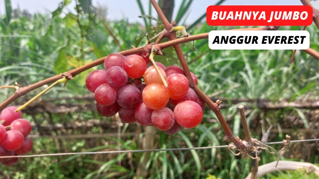 Anggur Everest, Anggur Import dengan Ukuran Jumbo - YouTube