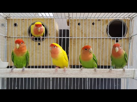 Lovebirds agapornis sounds