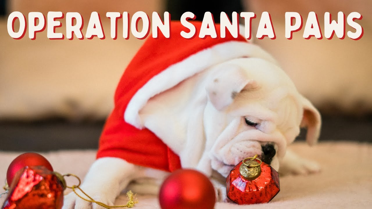 National Operation Santa Paws Month - YouTube