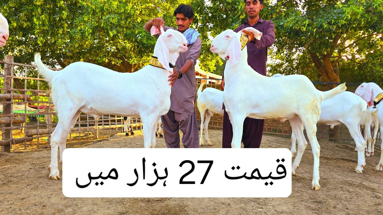 27000 ka bakra 03466768177 Bakra Eid video - YouTube
