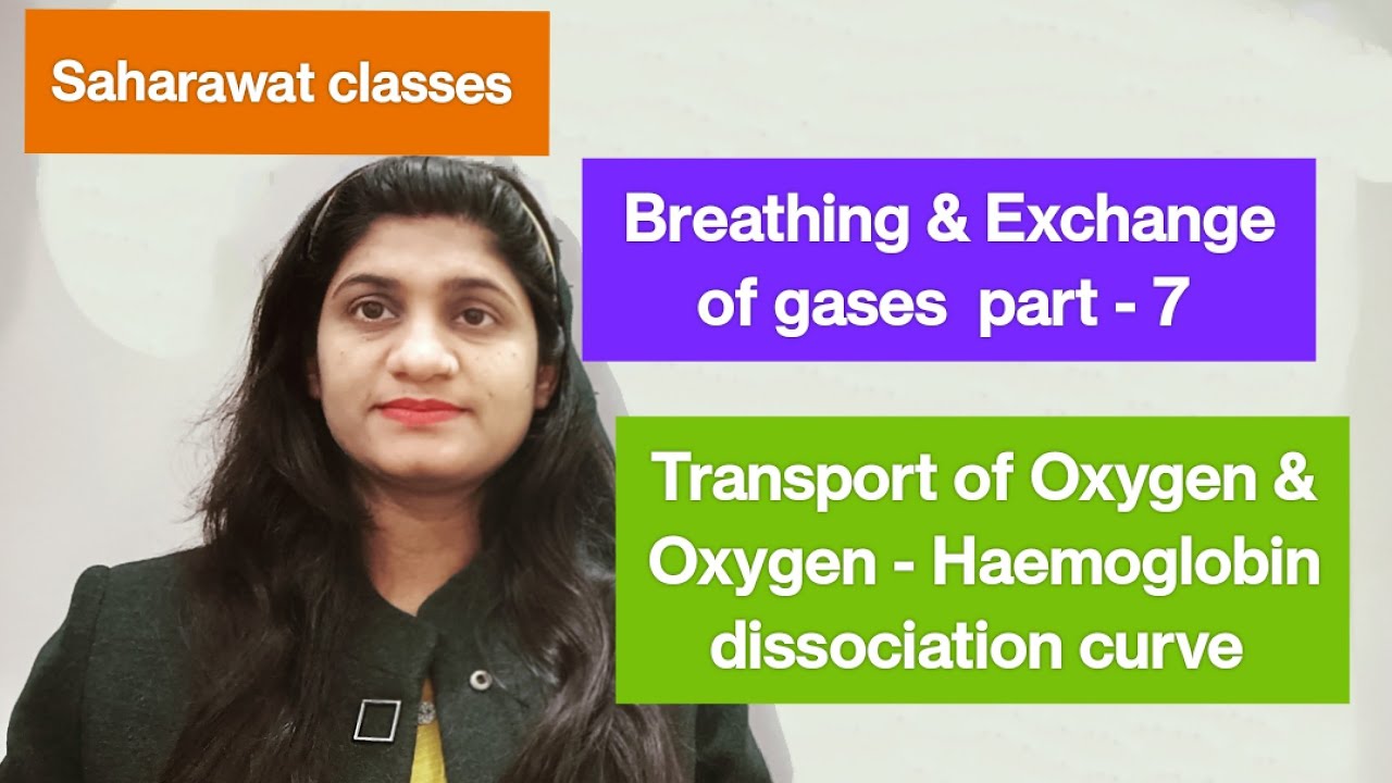 Breathing & Exchange of gases part-7| Transport of Oxygen & Oxygen ...